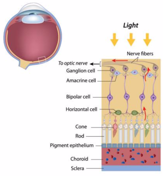 Photoreceptor