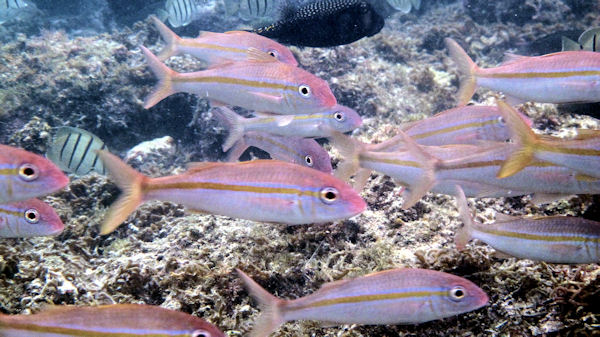 The Wayward Hawaiian: What Did You Do On Christmas Eve?