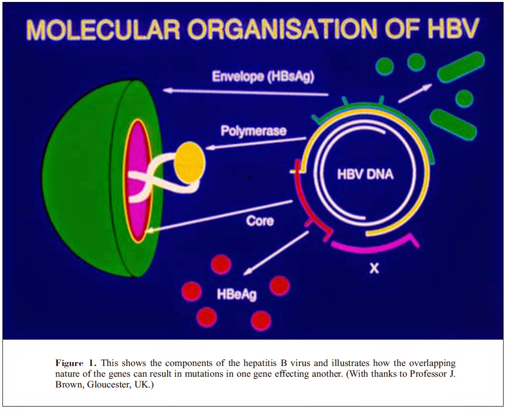 hepatitis b ~ infectious diseases