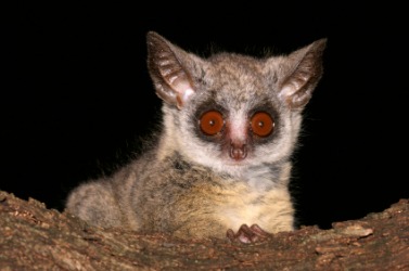 Funny Bush Baby HD Wallpapers - Wallpapers