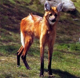 The Jungle Store: The Maned Wolf - Like No Other Canine
