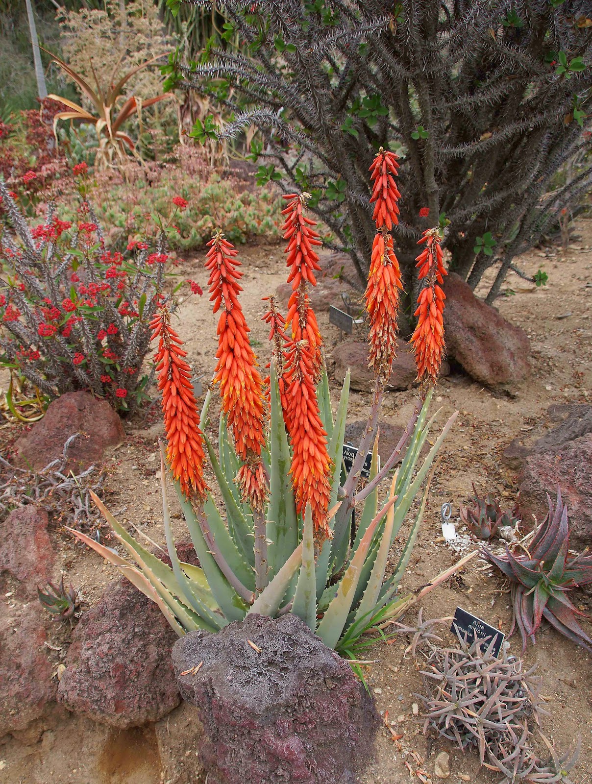 Aloe suzannae And May Blooming Aloes At The Huntington