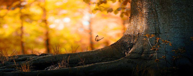 facebook titelbild natur | leadiaha
