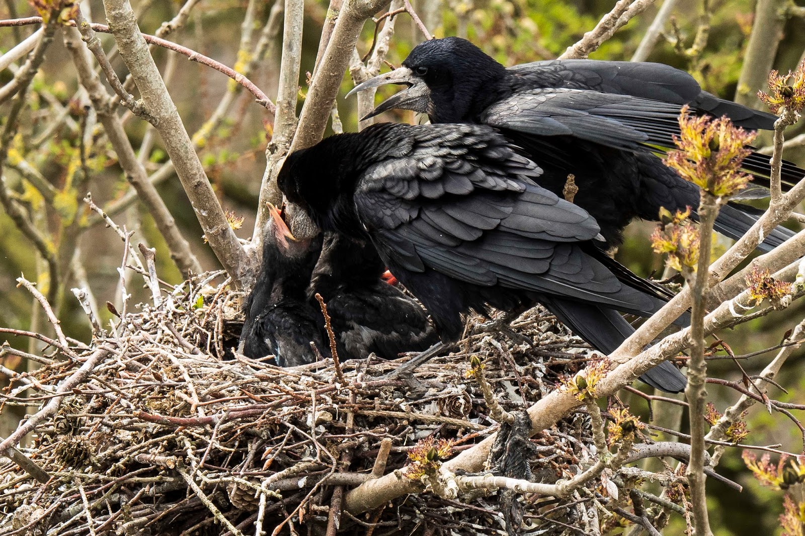 Snatur-bloggen: Svendborgs Råger optalt i 2017.