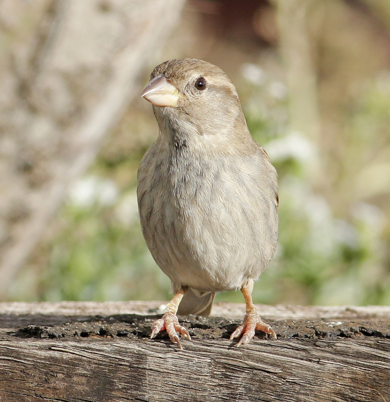 Another Bird Blog: A Birding Day Lanzarote Style