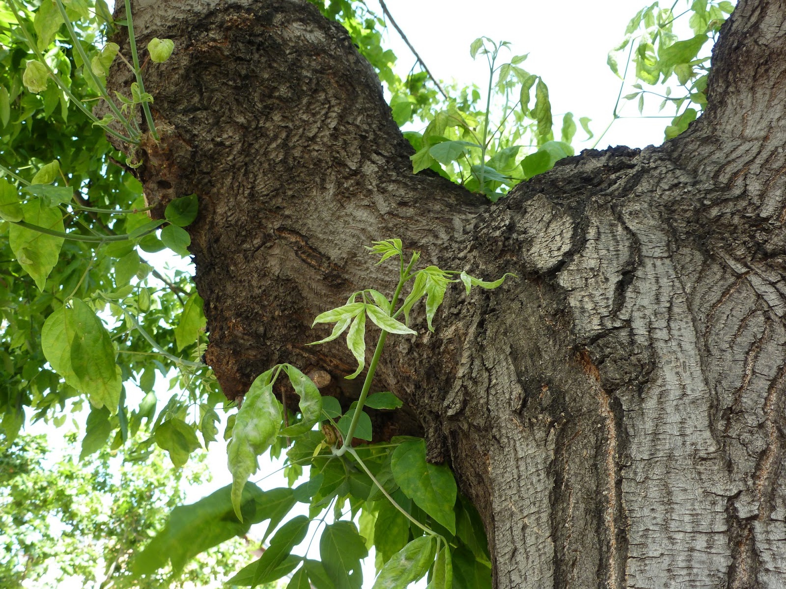 Árboles con alma: Negundo. Arce americano. Bordo. (Acer negundo)