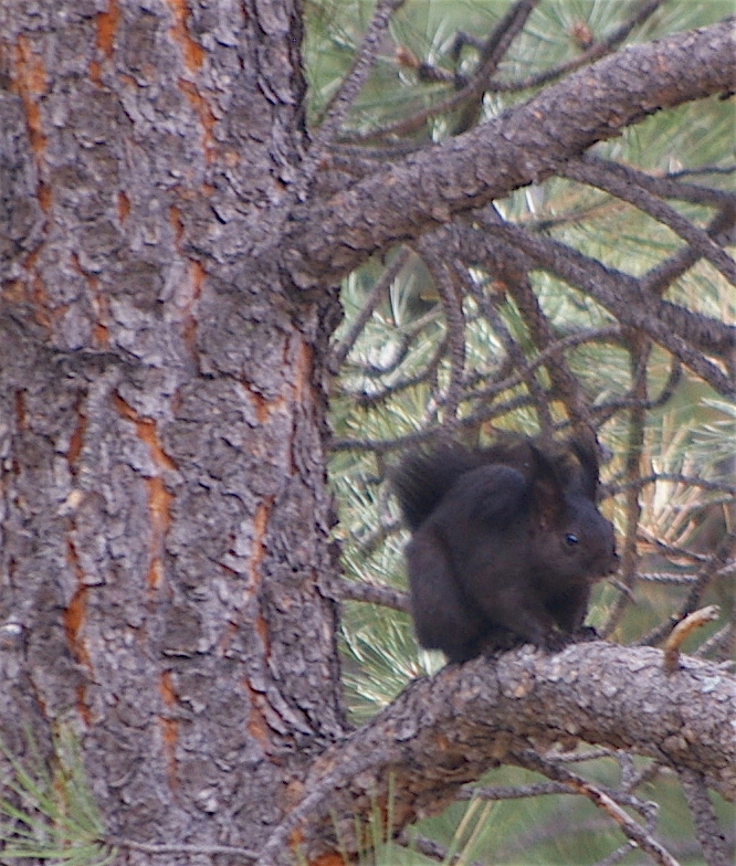 Southern Rockies Nature Blog: Nuts to You, Says Abert's Squirrel