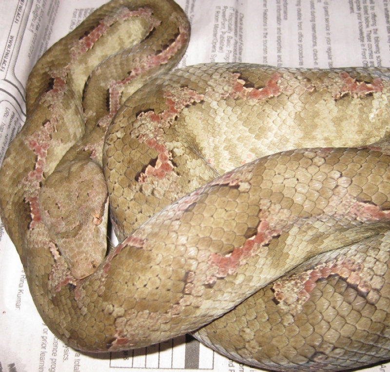 Fiji Boas..................... or Chameleons?