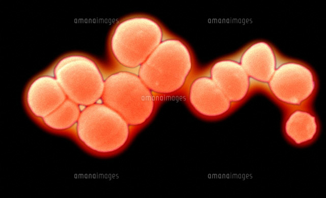 BIOQUÍMICA : Microorganismo