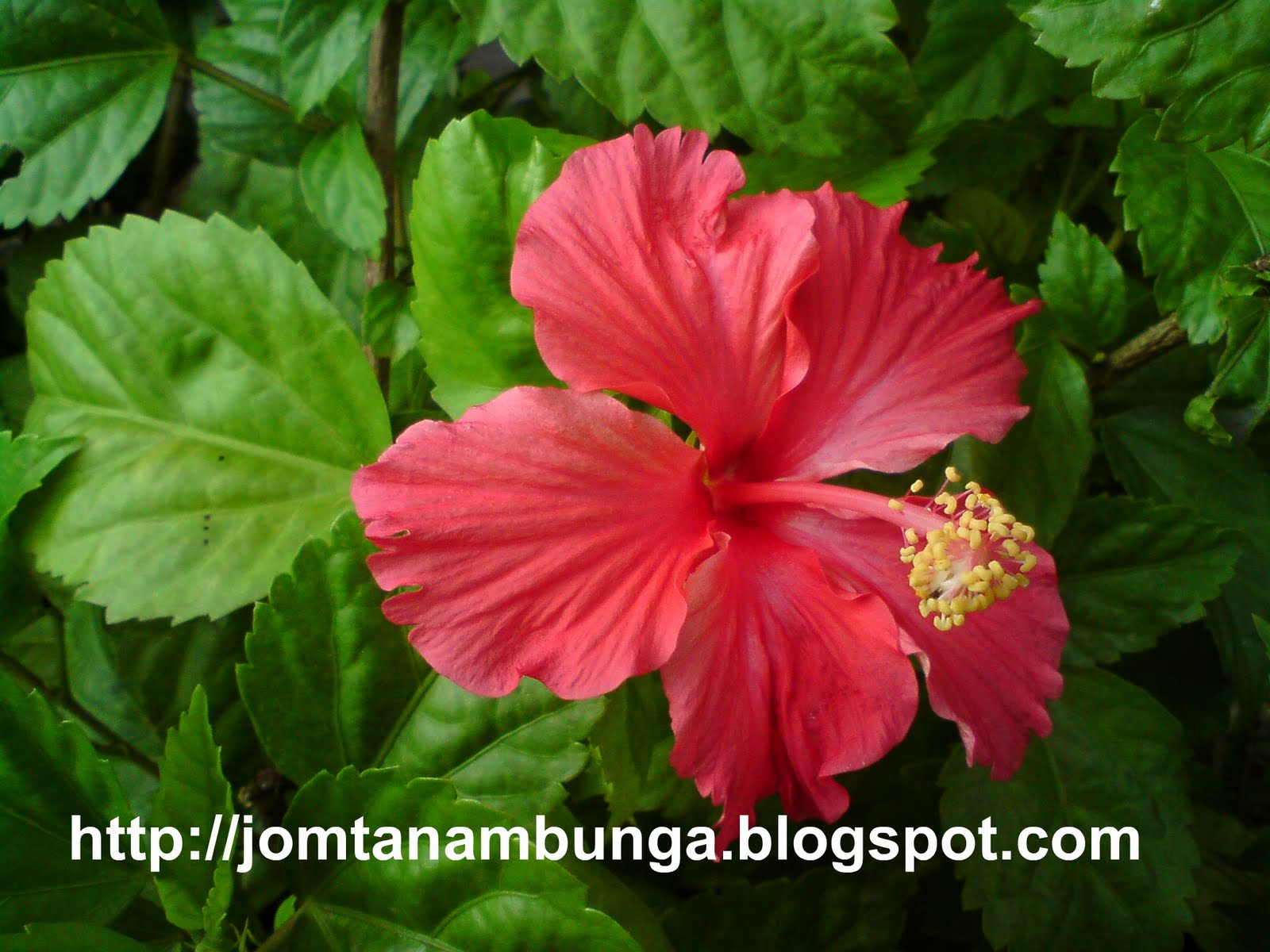 JENIS-JENIS BUNGA: Bunga Kembang Hujan