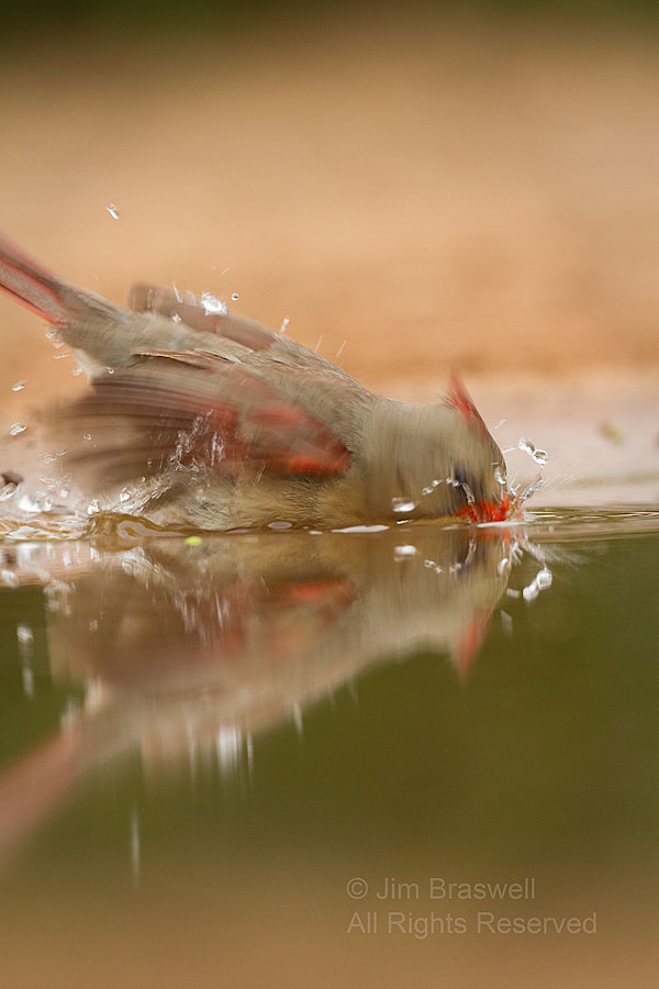 Birding Is Fun!: Not a Dirty Bird Here!