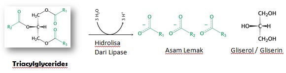 INTRODUCTION OLEOCHEMISTRY