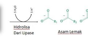 INTRODUCTION OLEOCHEMISTRY