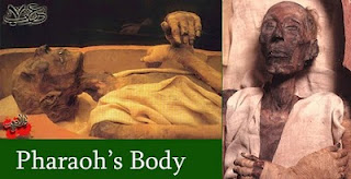 Wisdom tree: Firaun (the Pharaoh)