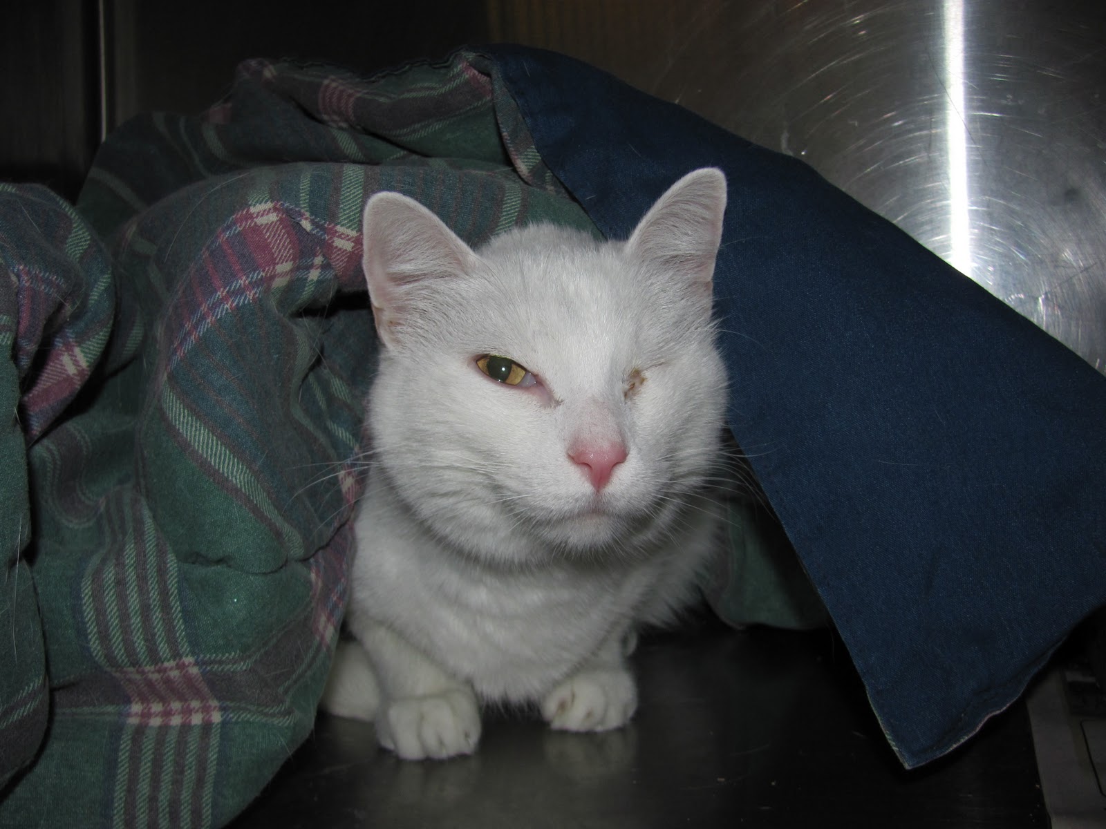 A Tonk's Tail... err, Tale...: Sight Disabled Cats: Homer, Coolio, and Stan