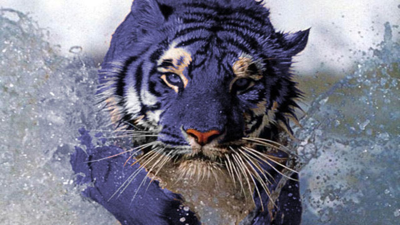 Tigre Blau