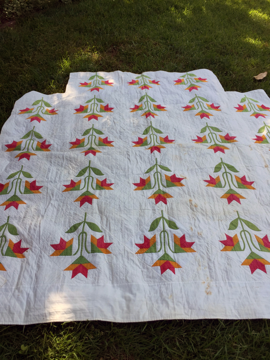 Wonkyworld: Carolina Lily, c. 1865, New Hampshire