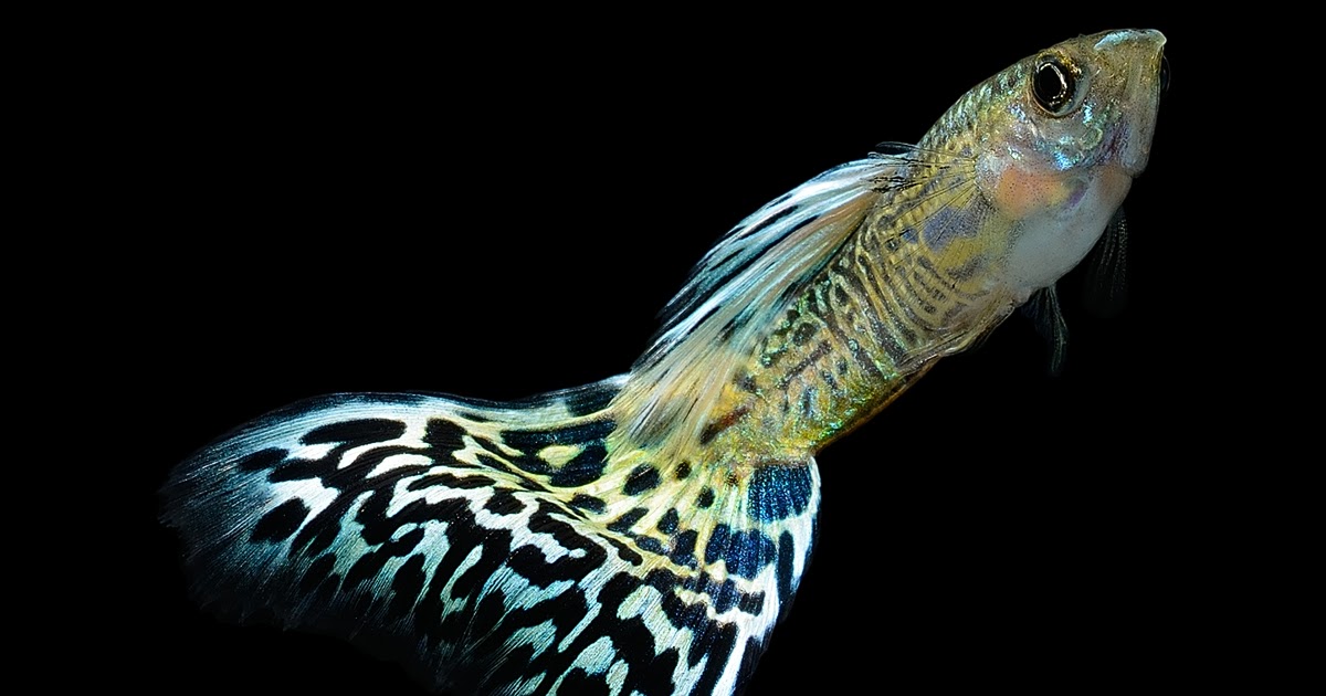 Guppyfoto: Hybrid Endler Snakeskin Mosaic