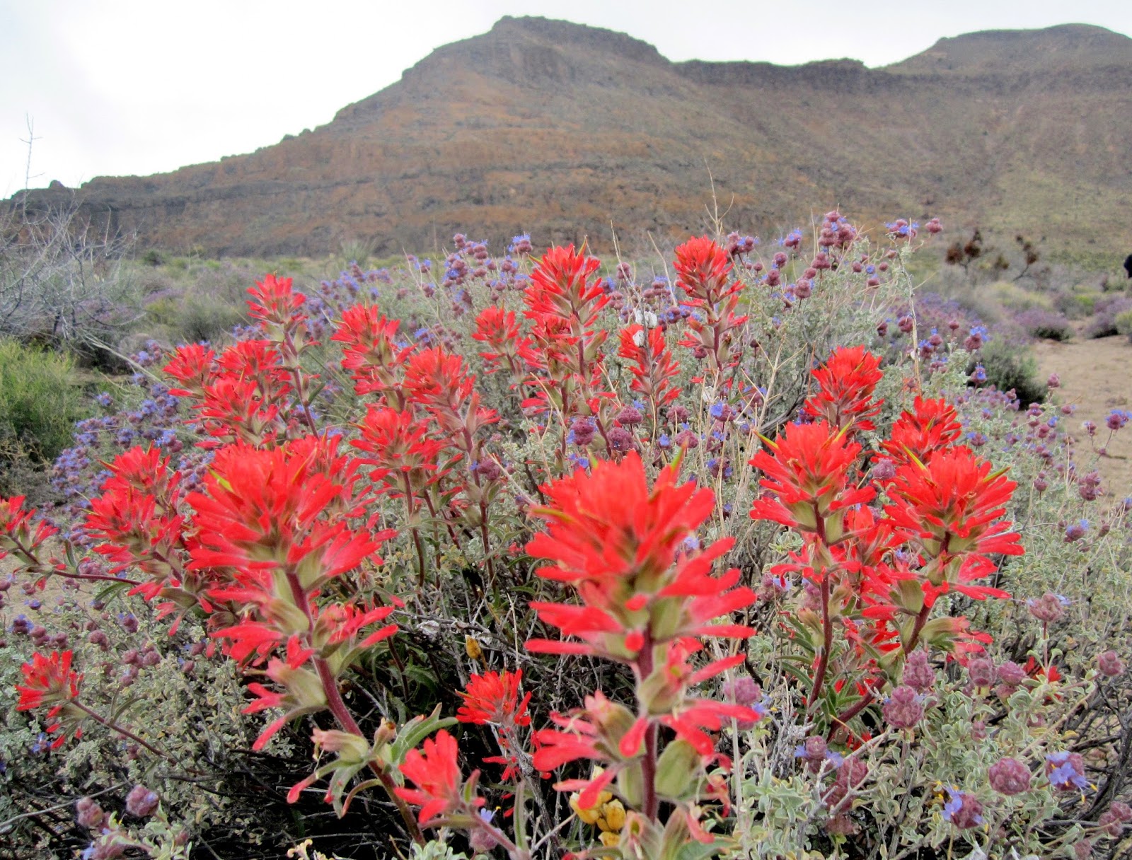 Wildflowers of the Mojave Desert