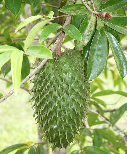 Herbal dari Tanaman Sirsak (Annona muricata)