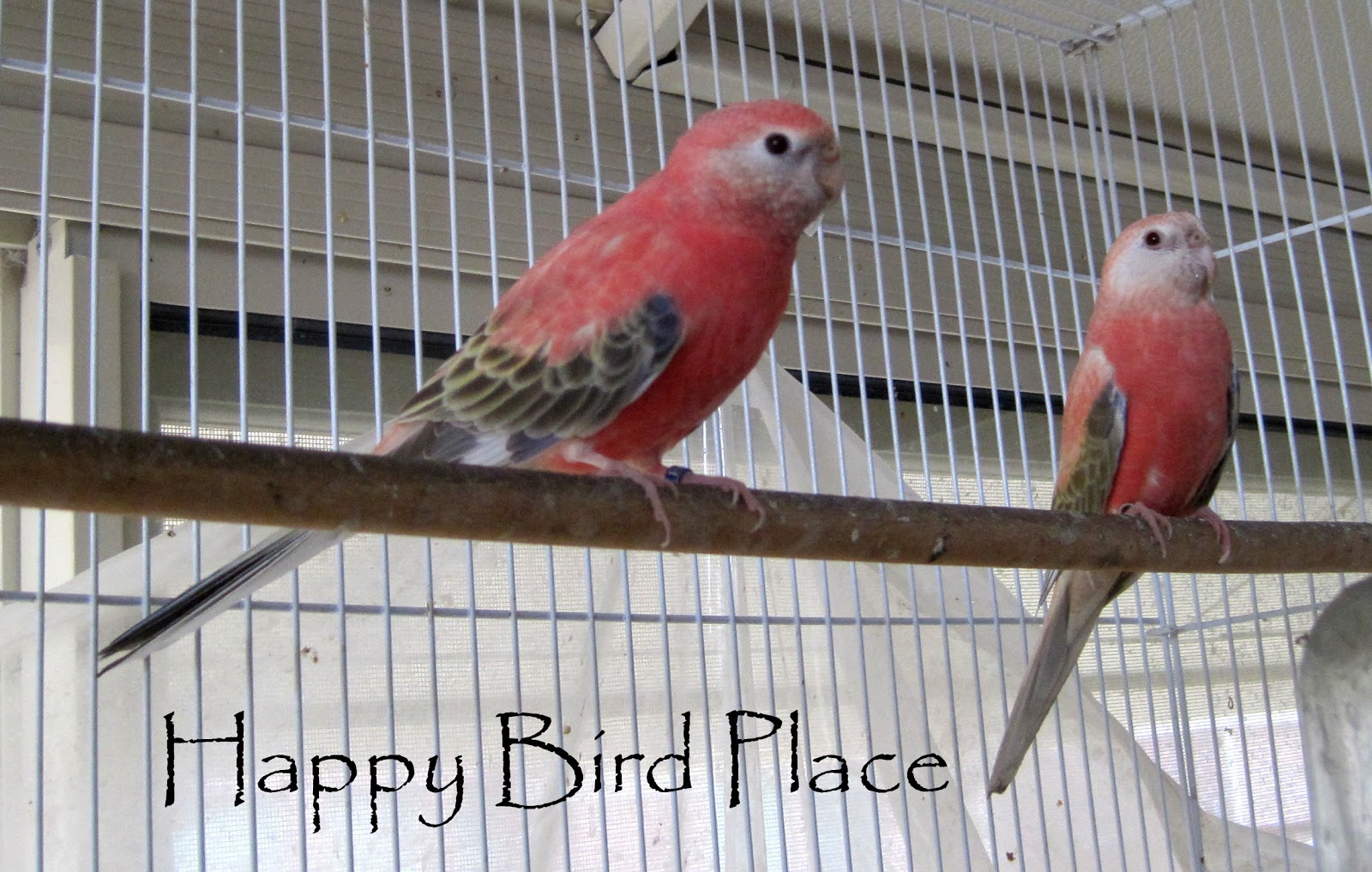 Happy Bird Place Finch and Grasskeet Blog: Opaline fallow bourke grass ...