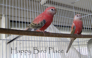 Happy Bird Place Finch and Grasskeet Blog: Opaline fallow bourke grass ...
