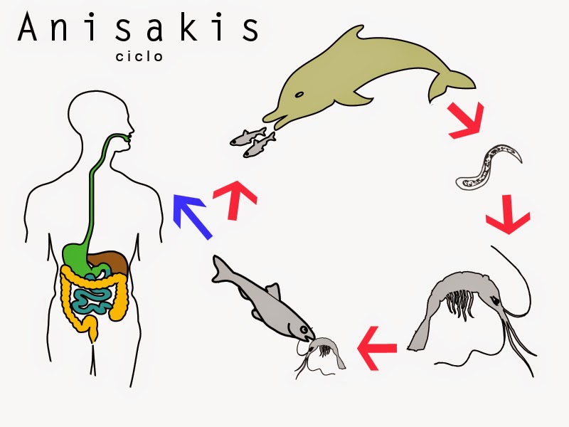 ¿Qué es el anisakis? - El dietario de Cristina