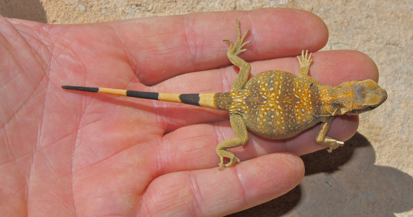 Mojave Brad: Juvenile Chuckwalla
