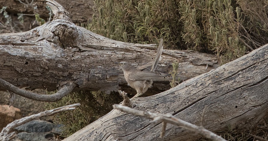 Birds of Saudi Arabia: Birding Wadi Grosbeak – Near Bani Saad