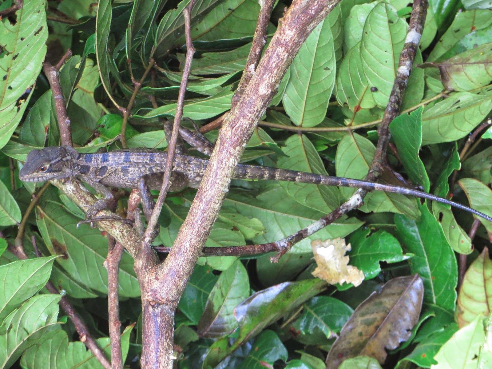 Steppingstone Journey: Jesus Christ Lizard