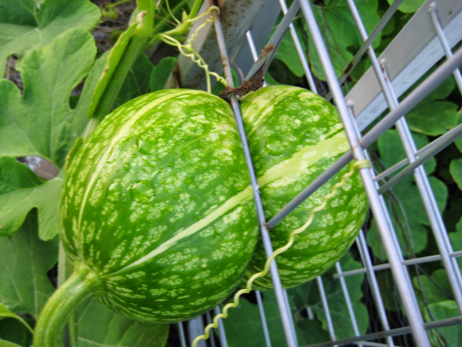 Mal's Edinburgh Allotment: Chilacayote