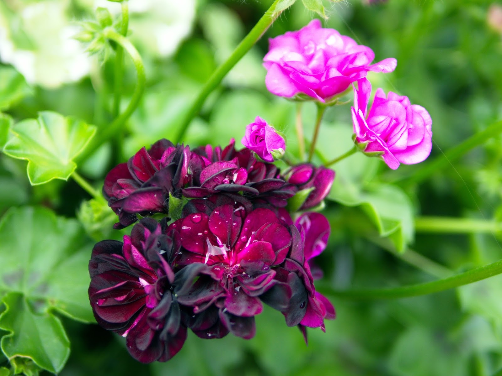 Life in Paradise: Trailing Geranium in hanging Window Boxes
