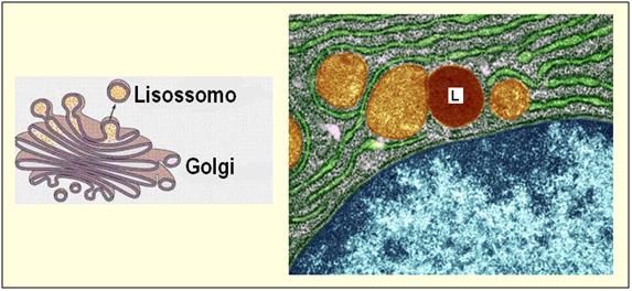 Blog de Biologia: Citologia III