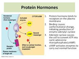 Do You know That " How Hormones Control Our Life ? " | Fact of Fats