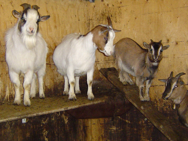 Vanzare capre de rasa