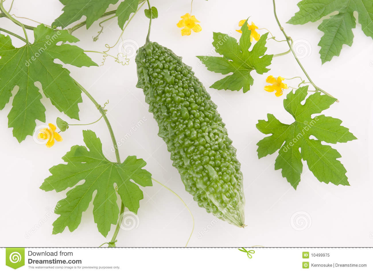 ampalaya drawing - philippin news collections