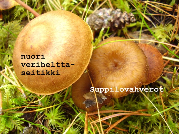 sieniopas: - - - - - Suppilovahvero