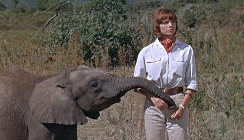 Mike's Movie Projector: Heatwave movies: Hatari!