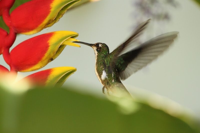 Nuestro bello mundo...: Colibri, Fotos tomadas en mi Jardin April 2012
