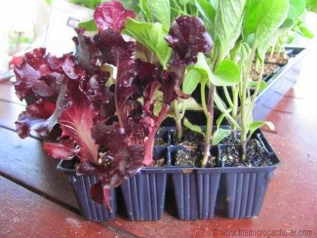 Eudlo Seed Savers Group