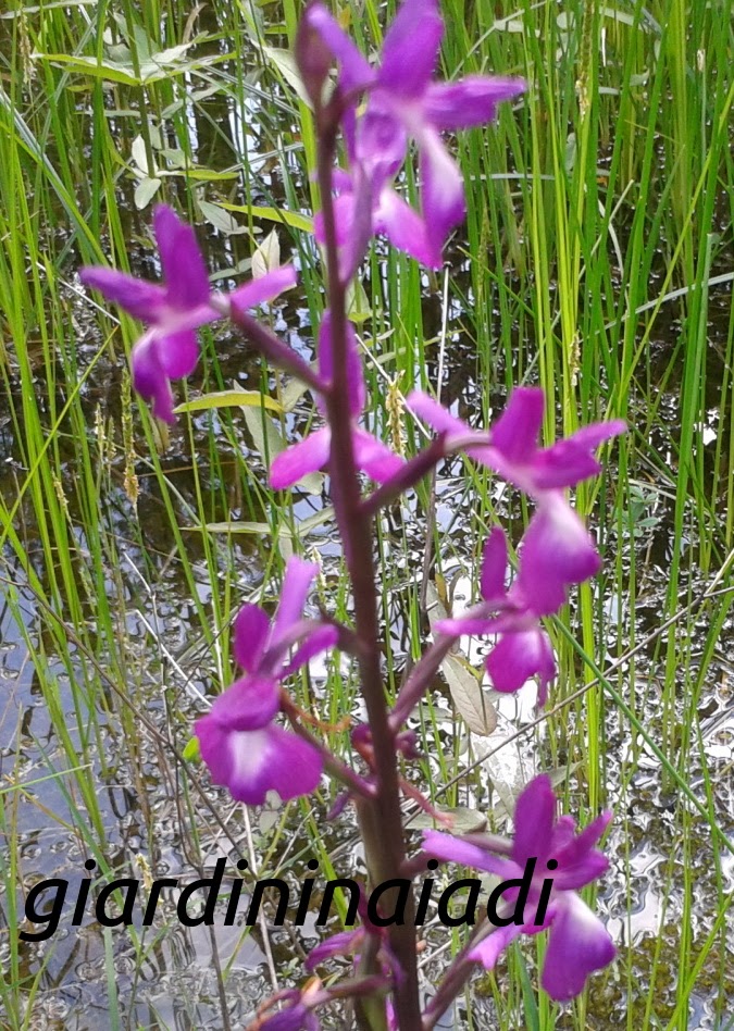 Il giardino delle Naiadi: ORCHIS LAXIFOLIA, LA RARISSIMA ORCHIDEA PALUSTRE