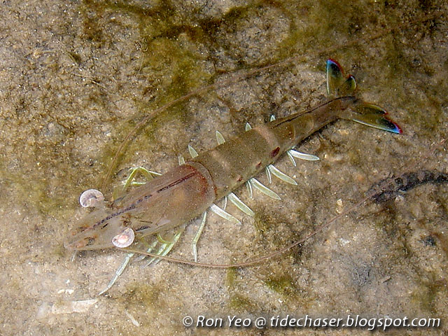 tHE tiDE cHAsER: Prawns (Phylum Arthropoda: Suborder Dendrobranchiata ...