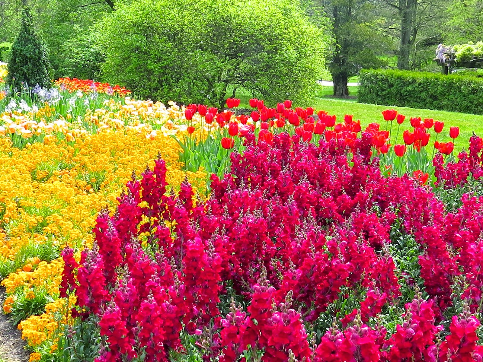 figs flowers food: SPRINGTIME IN LONGWOOD GARDENS, Part II