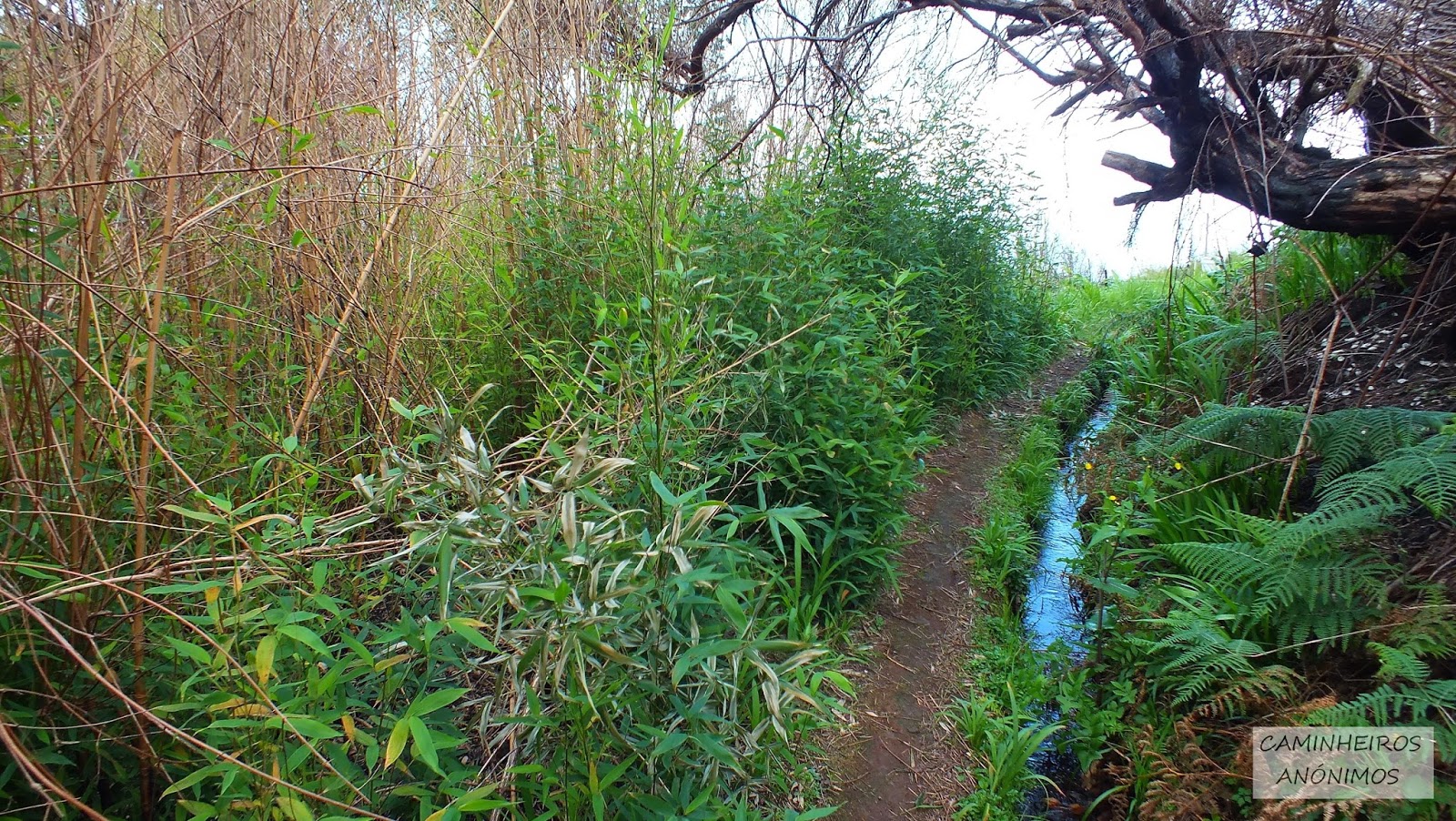 Caminheiros Anónimos Levadas da Madeira : Levada Grande (Achadas da Cruz)