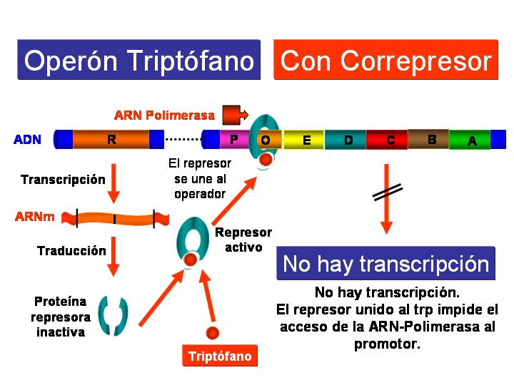 biologia molecular: 8.4.2 OPERON TRIPTOFANO