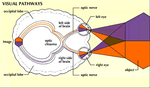 Human beings see with their brain, not with their eyes.