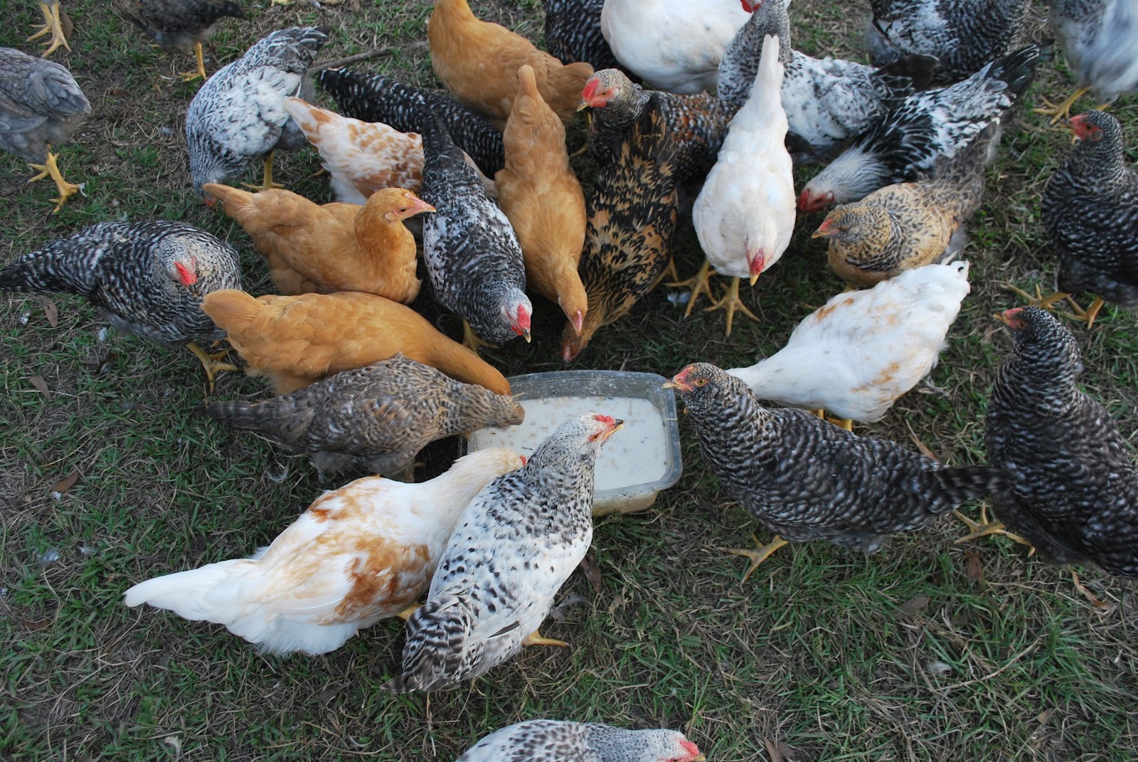 HighTail Farms: Chicken update