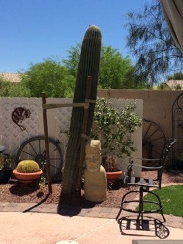 Xtremehorticulture of the Desert: Why Is Our Saguaro Cactus Leaning?