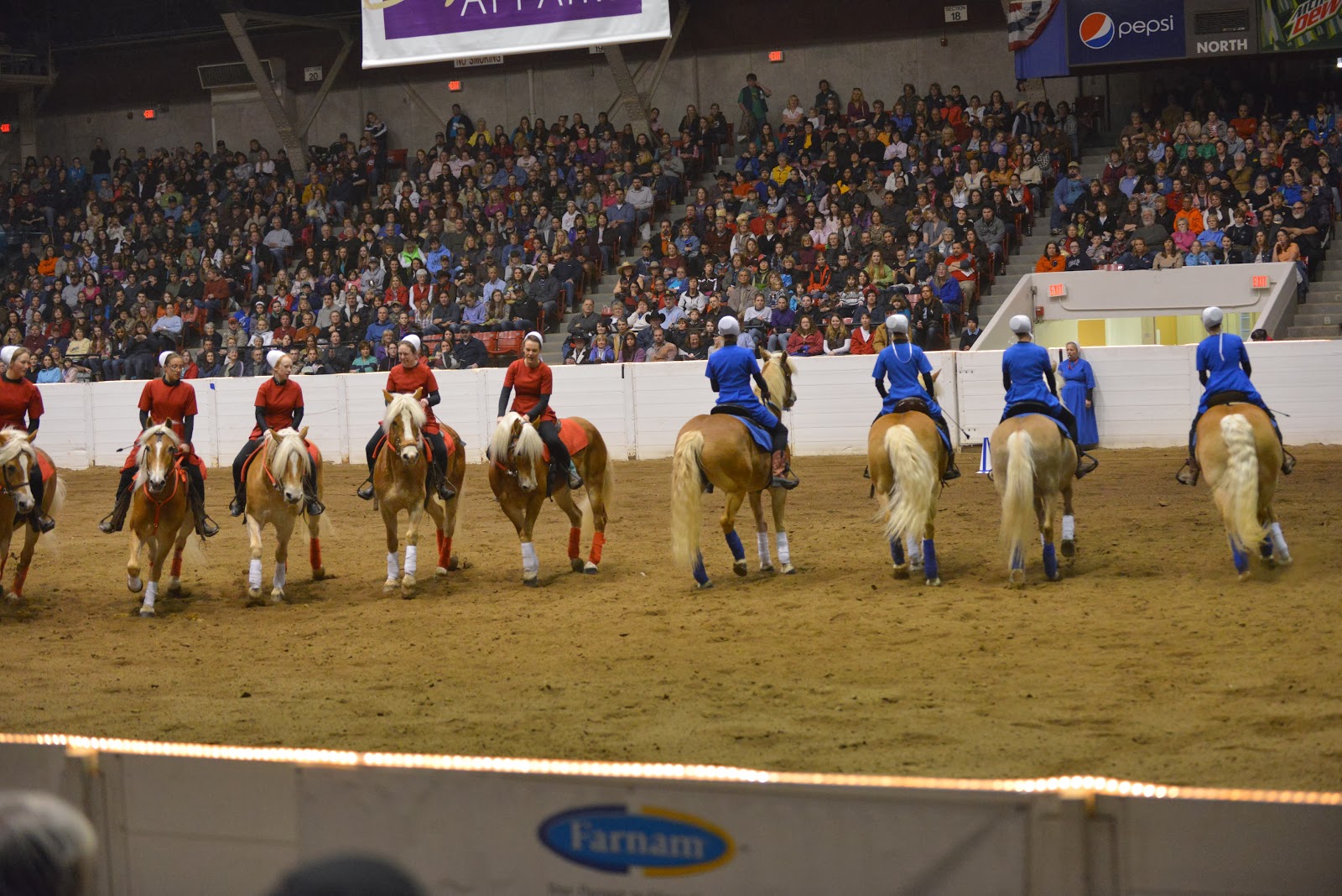 Adventures with Shyloh: hump day haflinger series #12