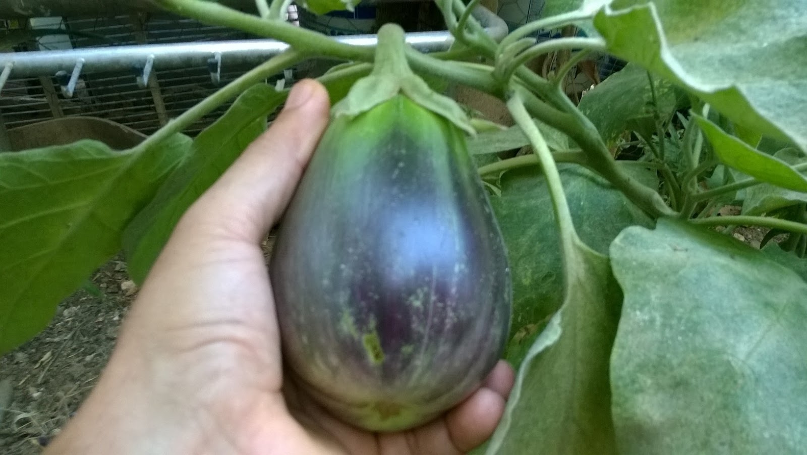 How To Grow Eggplant